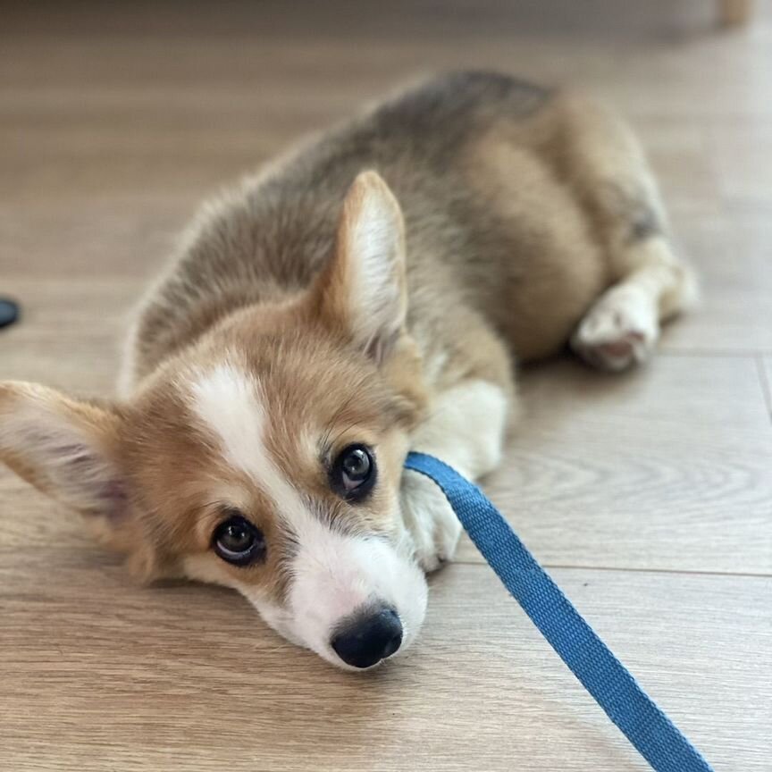 Вельш-корги щенки