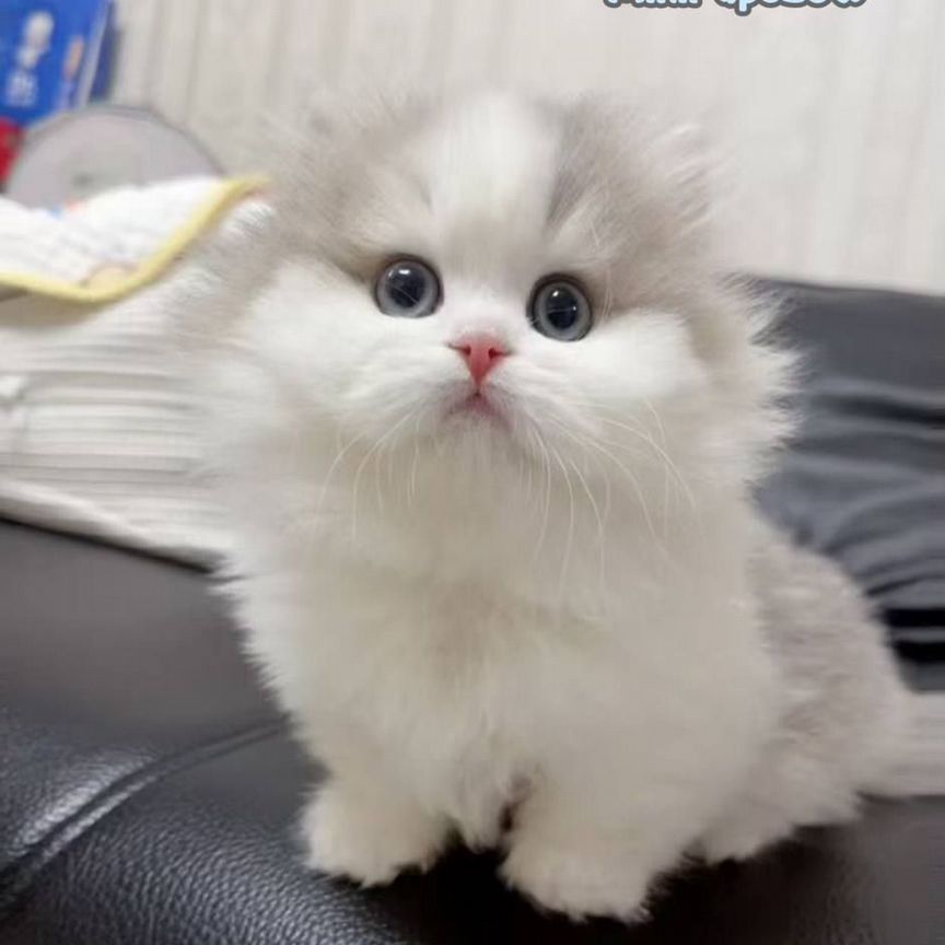 Манчкин котёнок