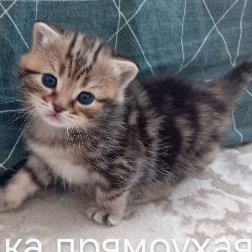 Шотландские кошки