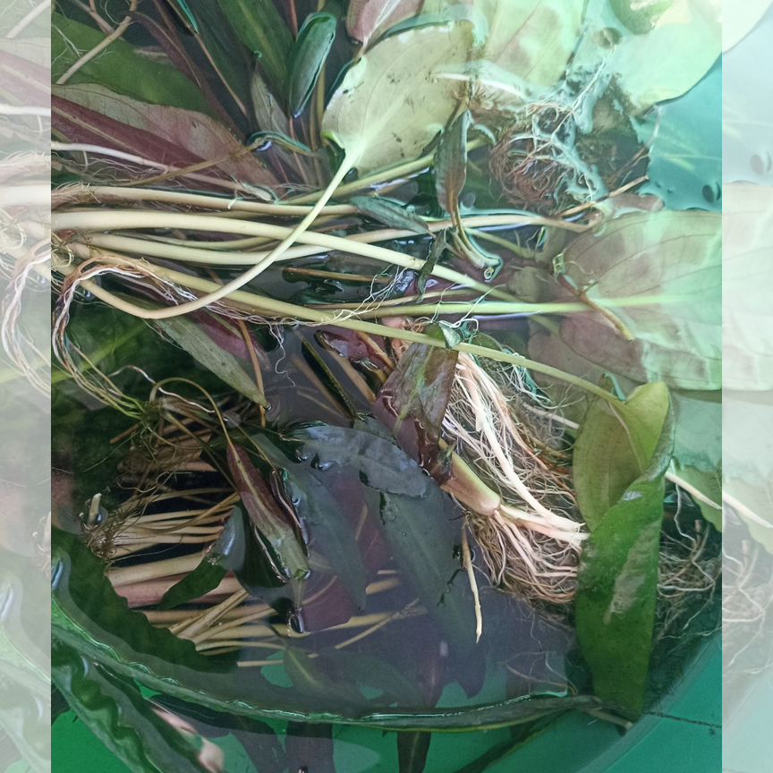 Аквариумное растение