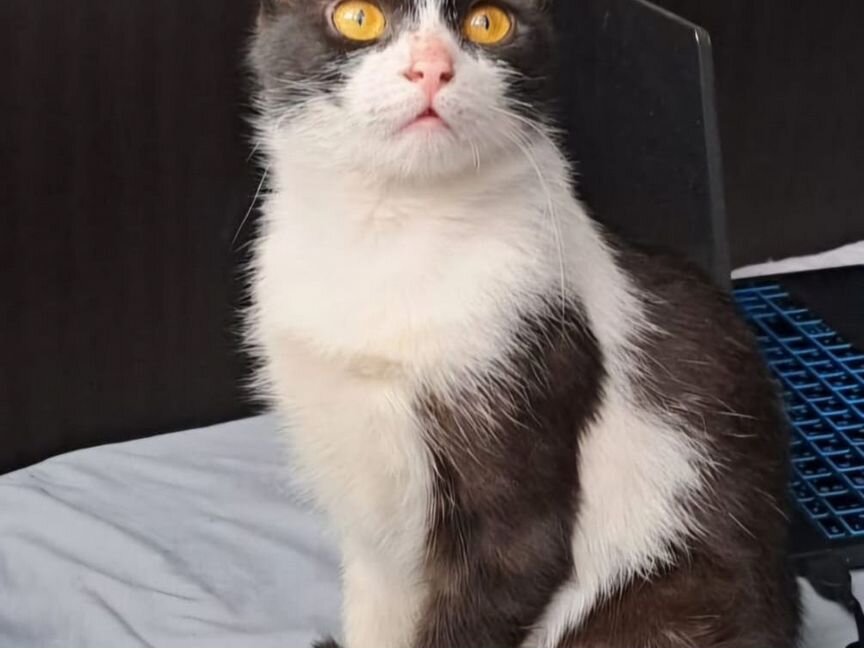 Малышка котенок