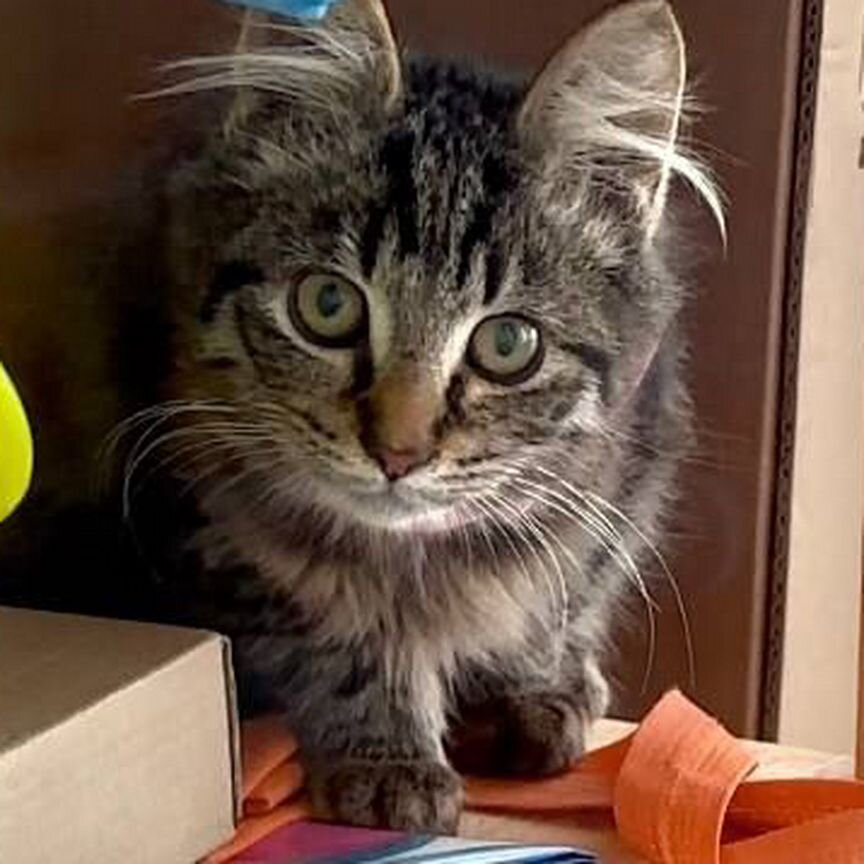 Котёнок в добрые руки