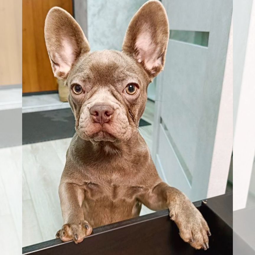 Французский бульдог