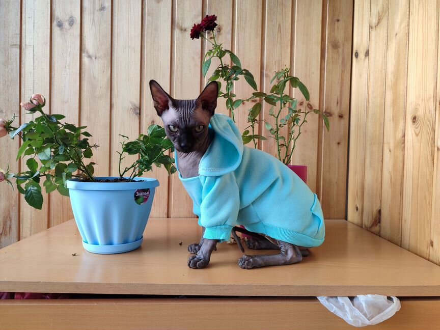 Канадский сфинкс вязка