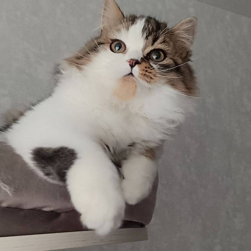 Котик страйт