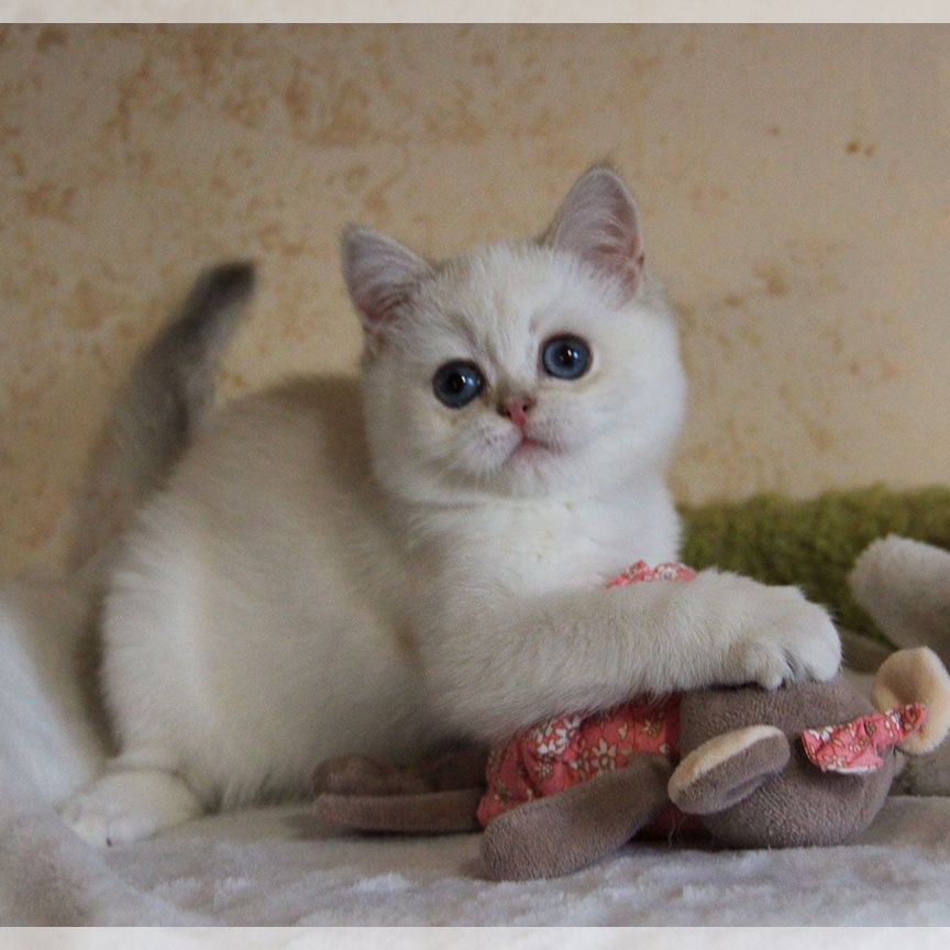 Долли - синеглазая золотая кошечка