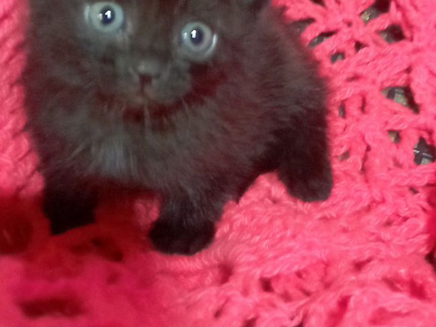 Малыши в добрые руки