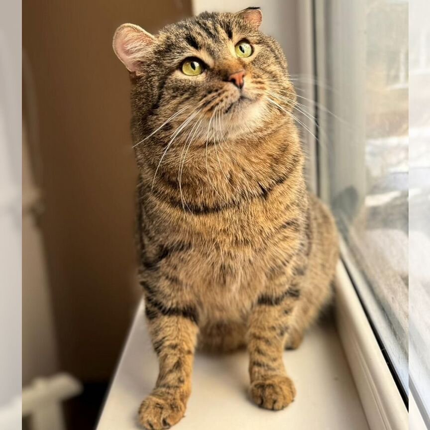 Кот Гектор 2 г.стер