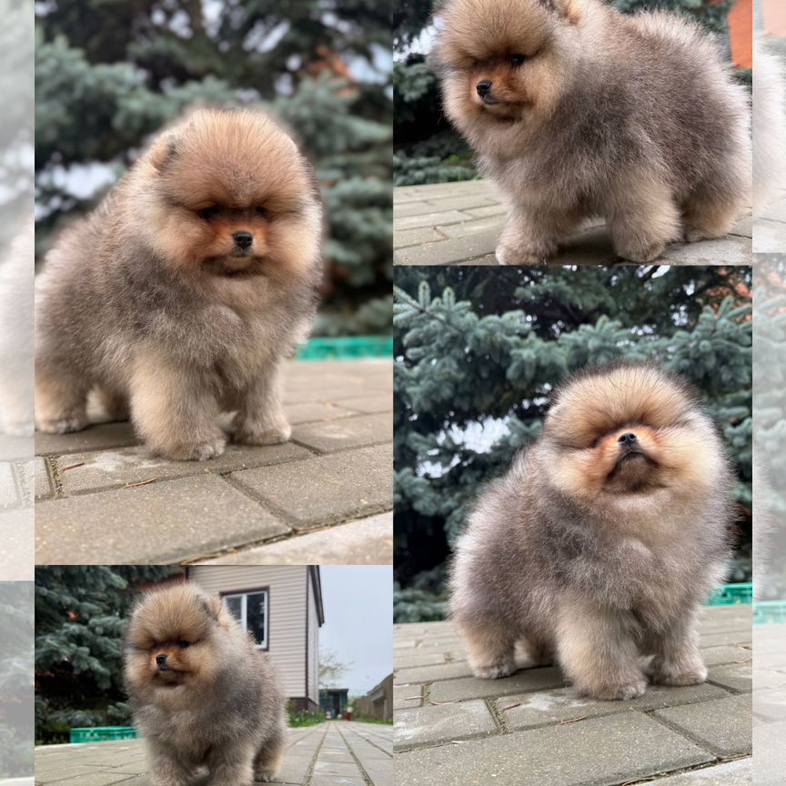 Померанский шпиц, щенок