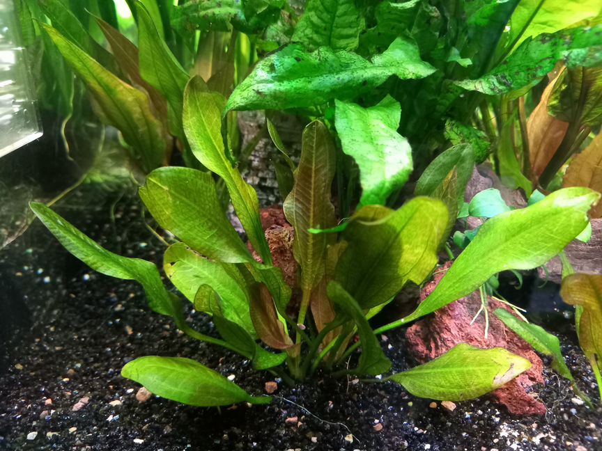 Растение для акваииума Эхинодорус Медведь 10 см