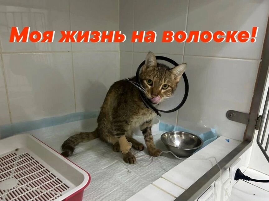 Кошки в добрые руки