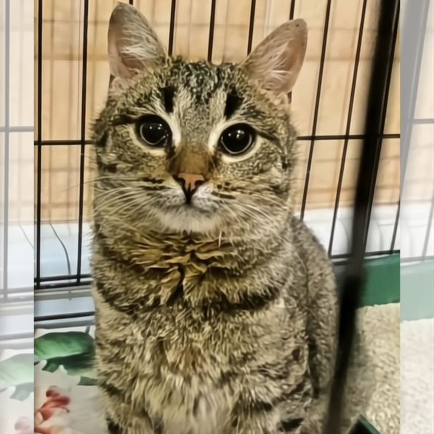 Европейский короткошёрстный котёнок