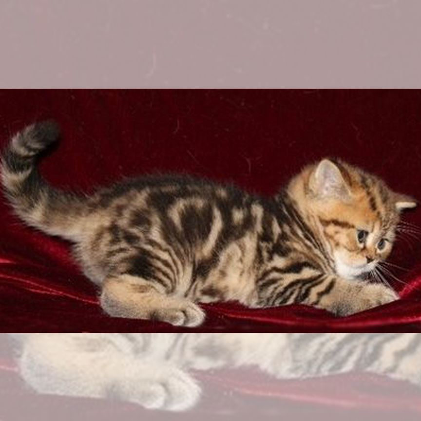 Шотландские котята