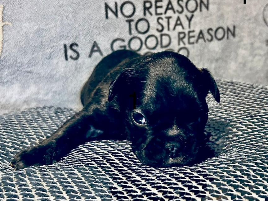 Французский бульдог щенки