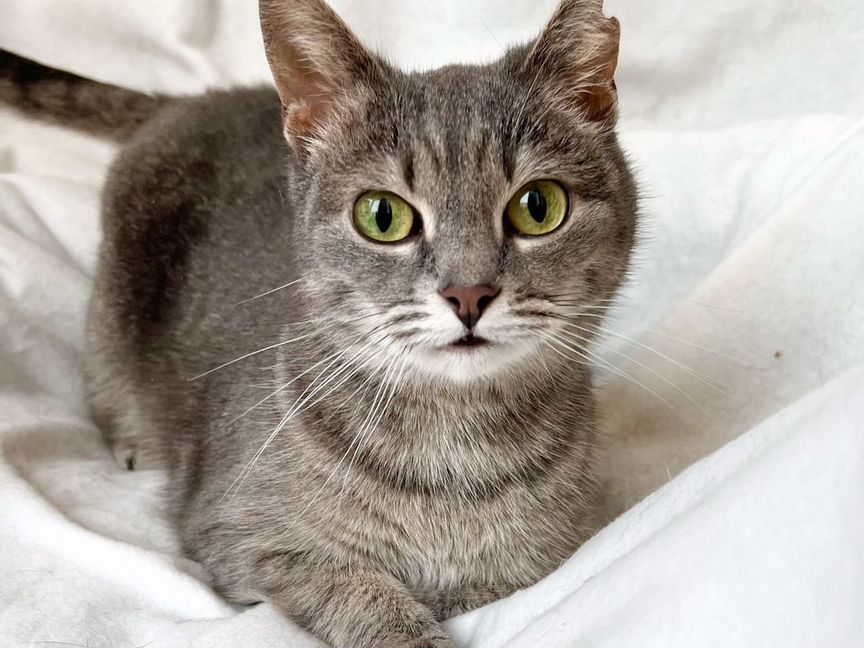 Клепа- кошечка мечта в добрые руки