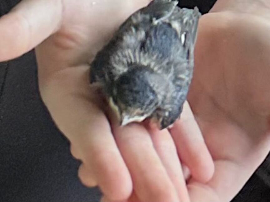 Ласточка птица и клетка бесплатно