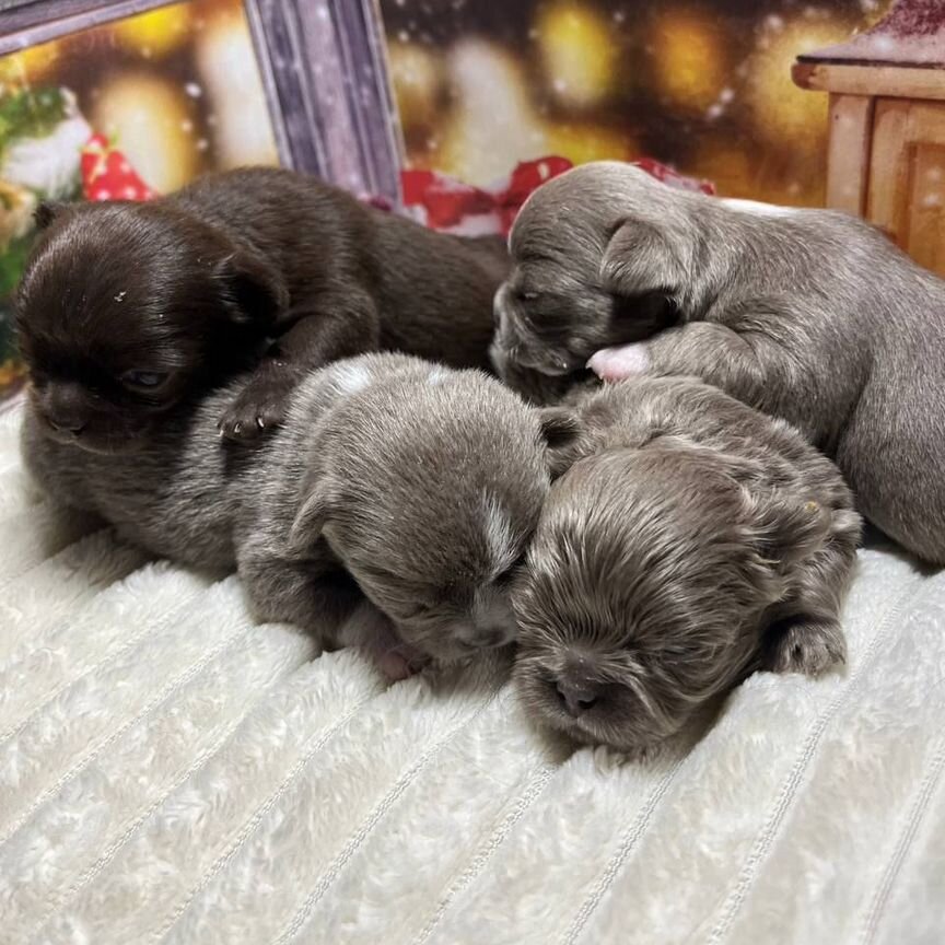 Чихуахуа, щенок