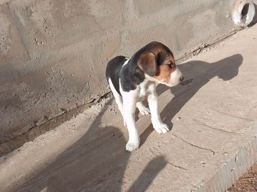 Охотничьи щенки