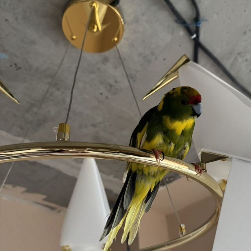 Попугай какарик