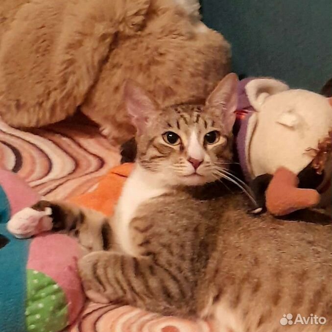 Котенок мальчик 10 месяцев