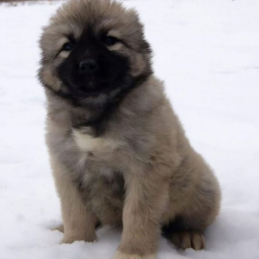 Кавказская овчарка, щенок