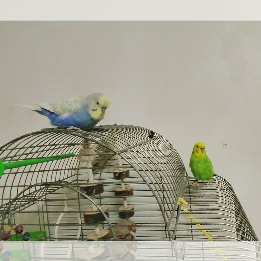 Пара волнистых попугаев с клеткой