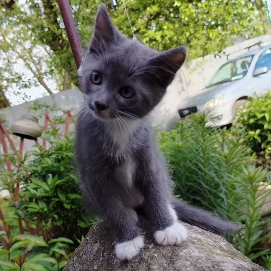 Котёнок в добрые руки
