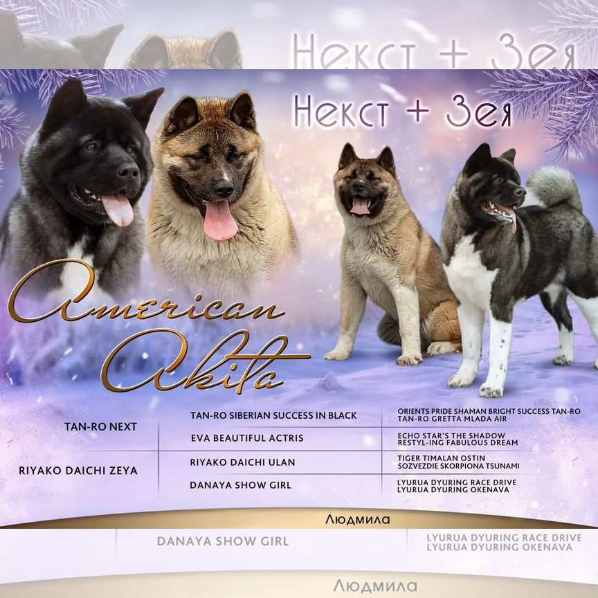 Американская акита с питомника