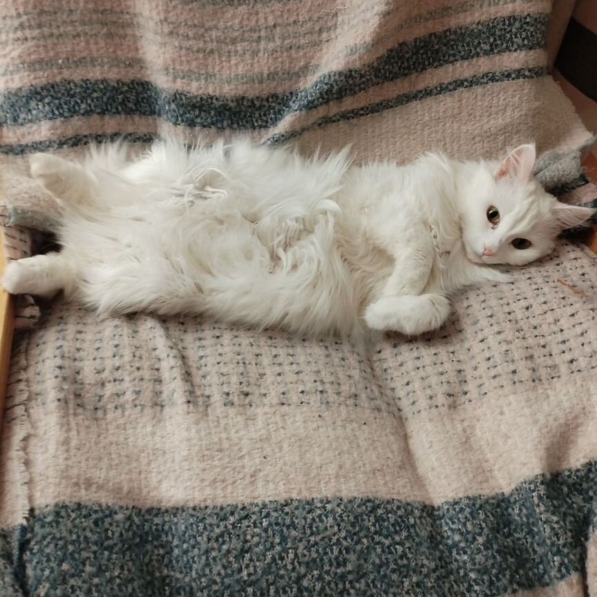 Взрослая, кошка в добрые руки