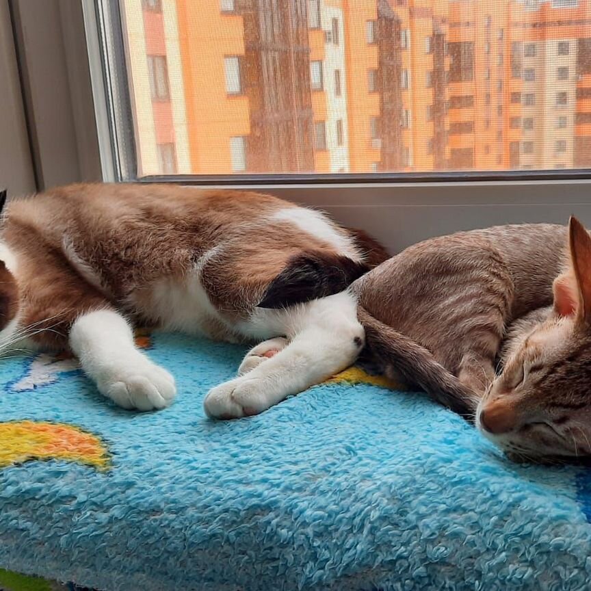 Феливей френдс