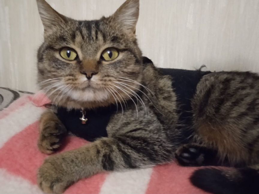 Кошка в добрые руки