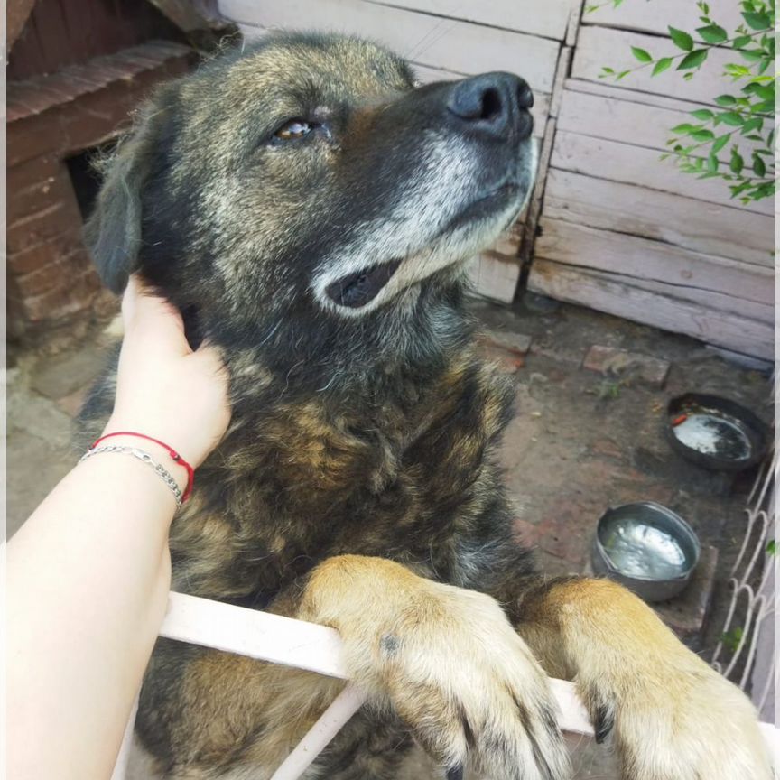 Эштрельская овчарка, взрослый пёс