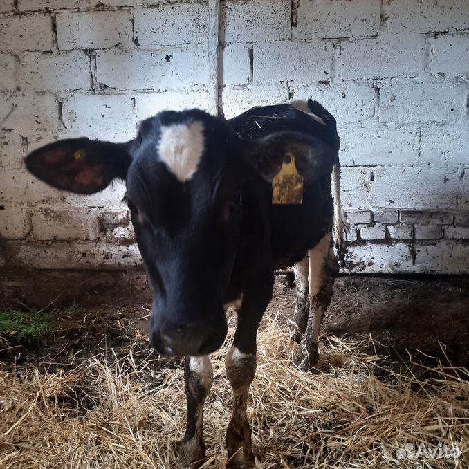 Телка 4 месяца