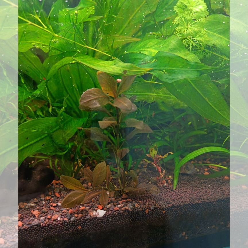 Людвигия мехико и людвигия зелёная