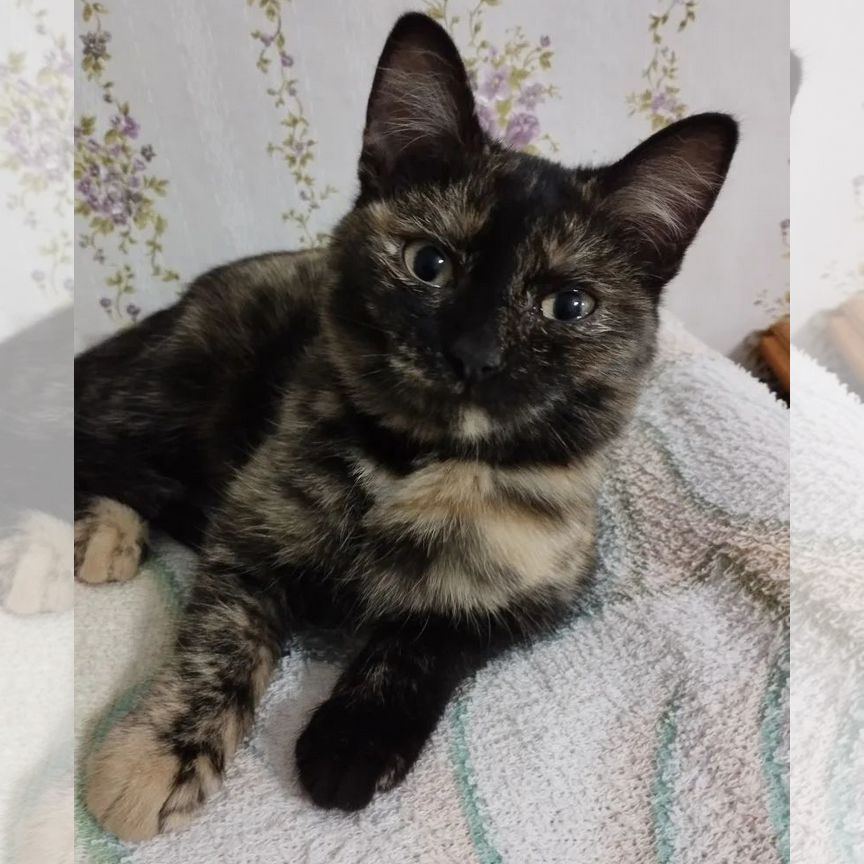 Взрослая, Девочка кошка в добрые руки