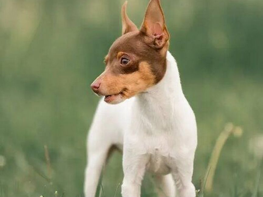 Амереканский fox терьер