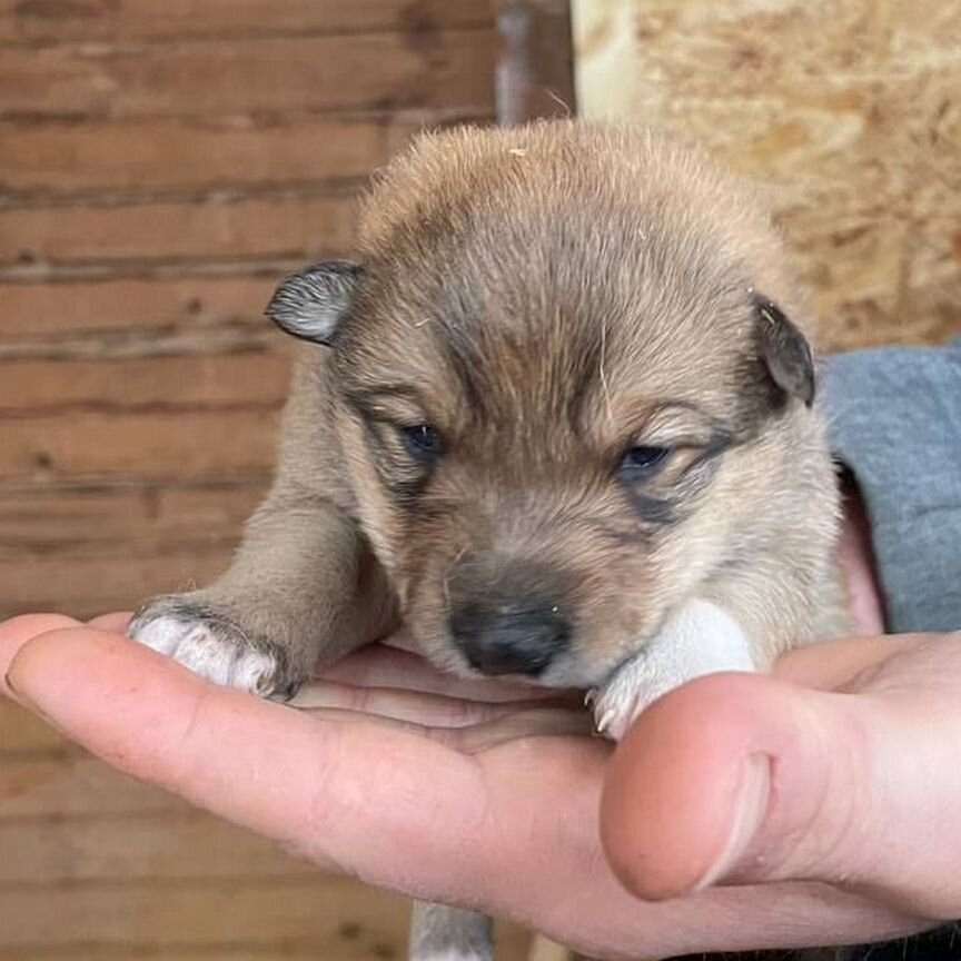 Щенок Западно сибирская лайка