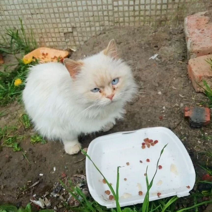 Погиб хозяин, котик остался один