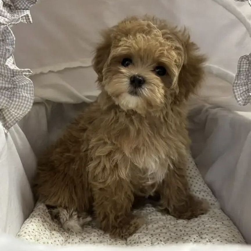 Мальтипу, щенок