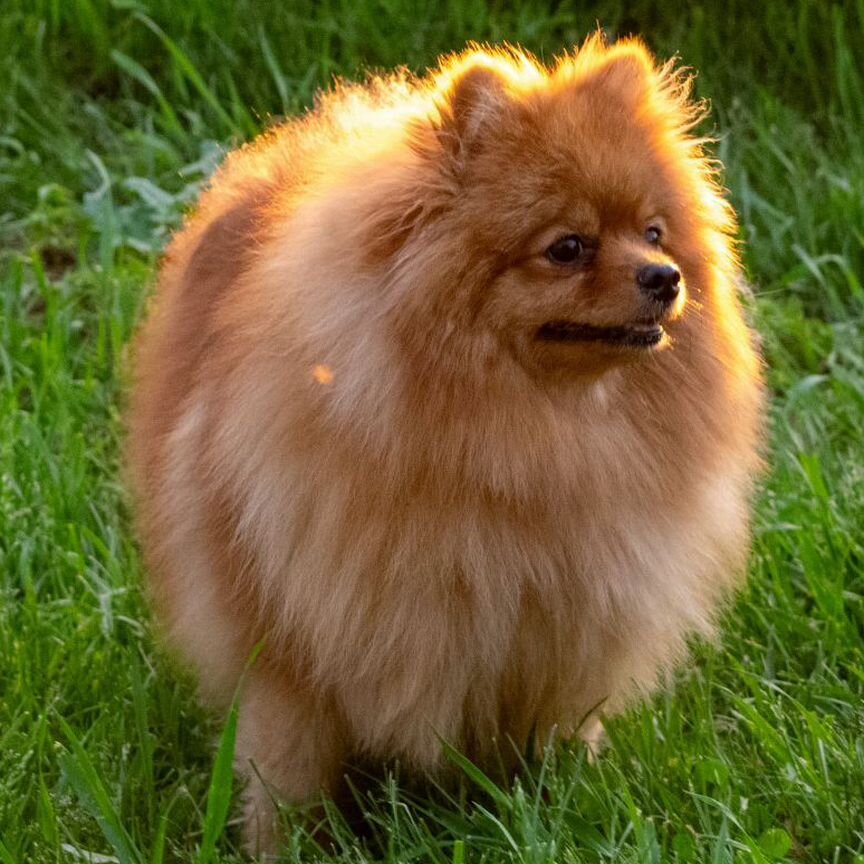 Шпиц