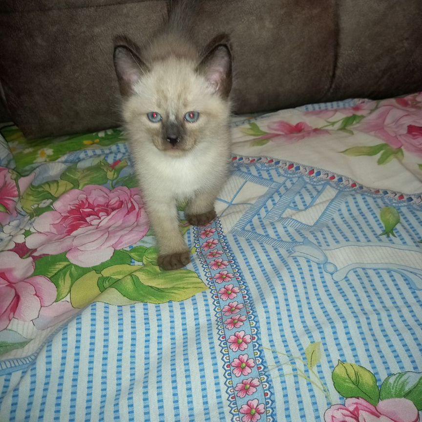 Сиамские котята