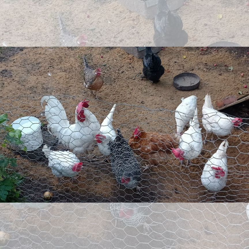 Куры несушки