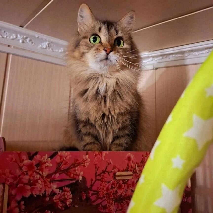 Кошка в добрые руки