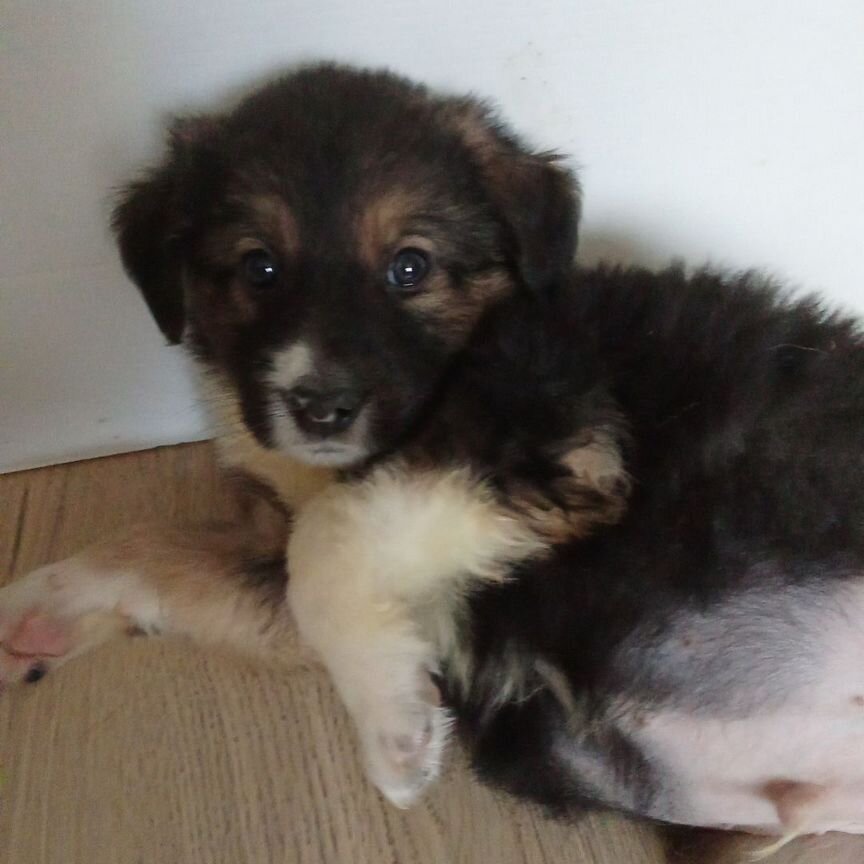 Стеснительный щенок труфель