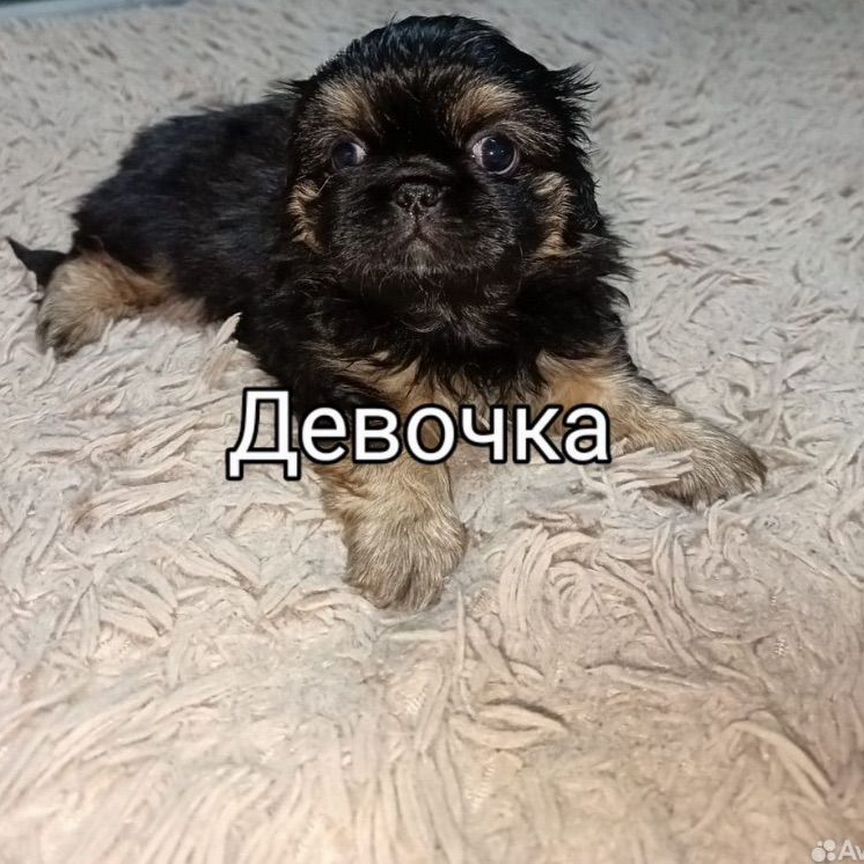 Щенок пикенес