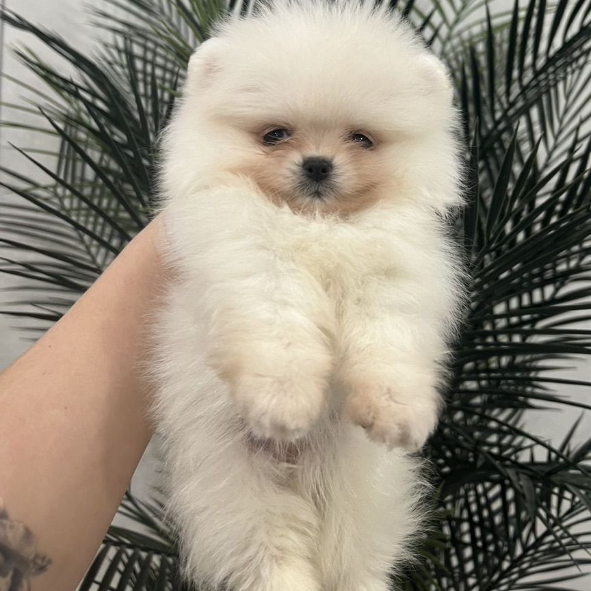 Померанский шпиц, щенок