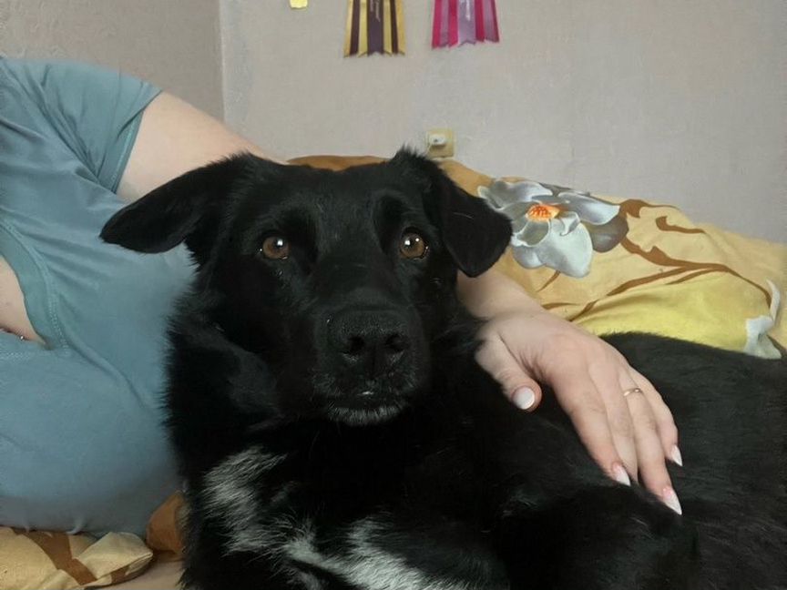 Отдам в добрые руки