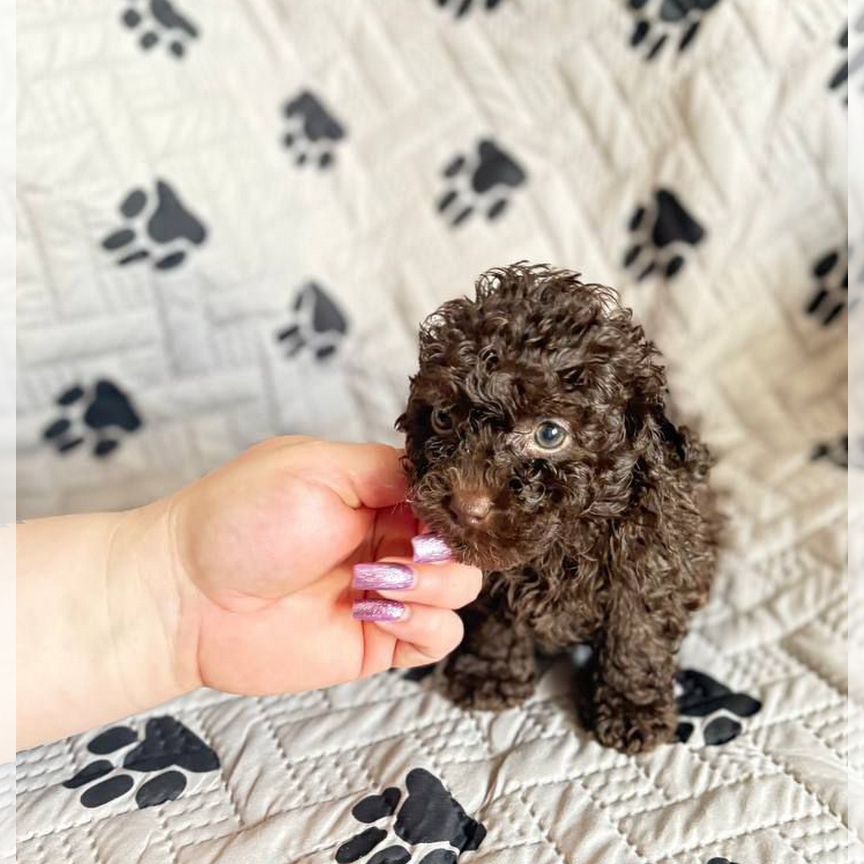 Той-пудель, щенок