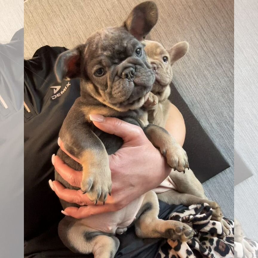 Французский бульдог, щенок