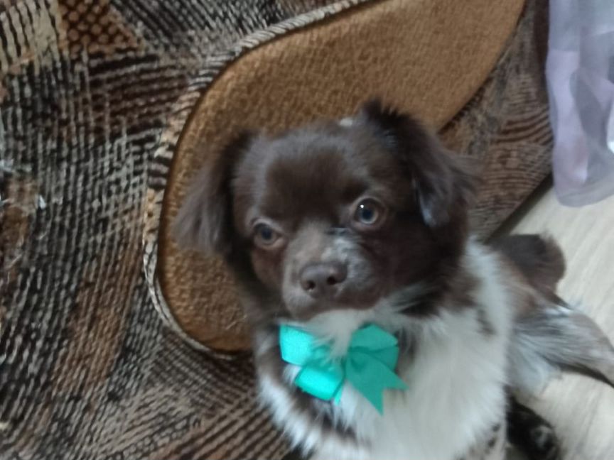 Длинношерстные чихуахуа